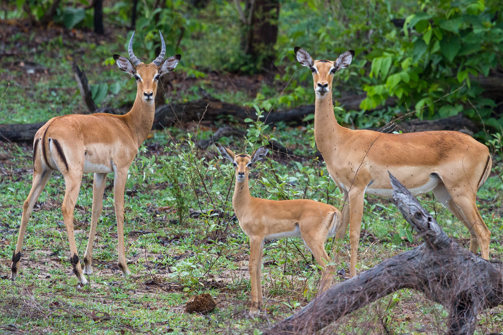 What are the must-see attractions in Tanzania? - TripSiri